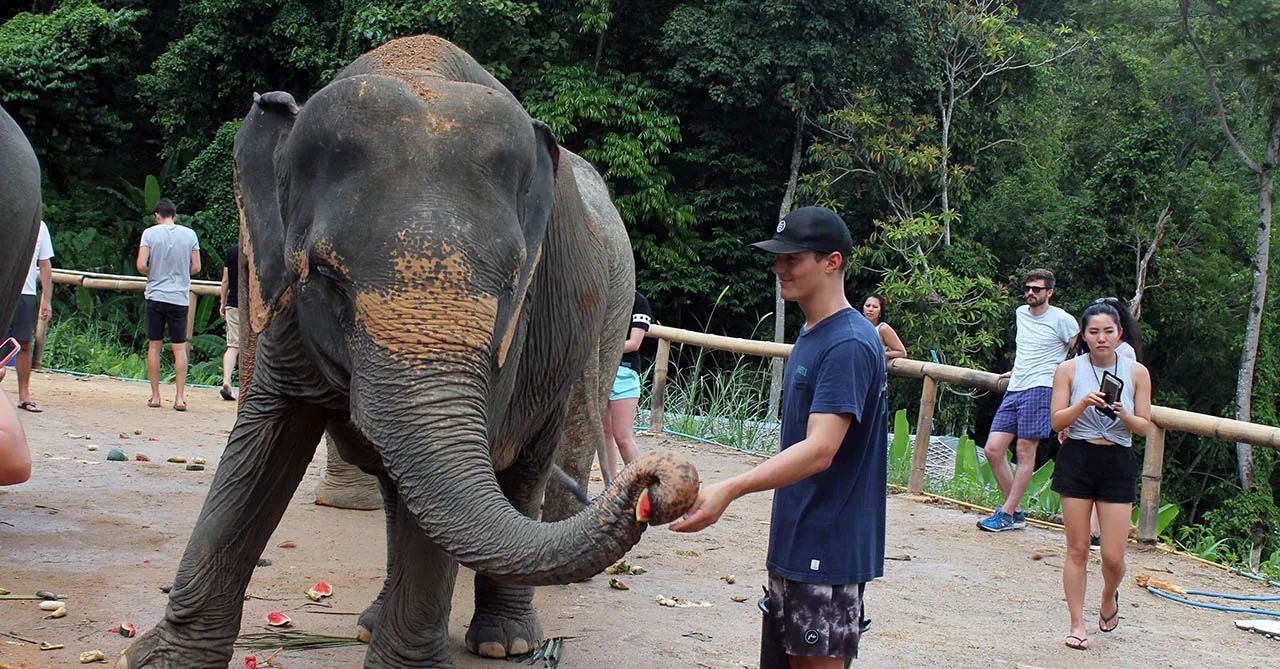 Elephant Jungle Sanctuary Phuket