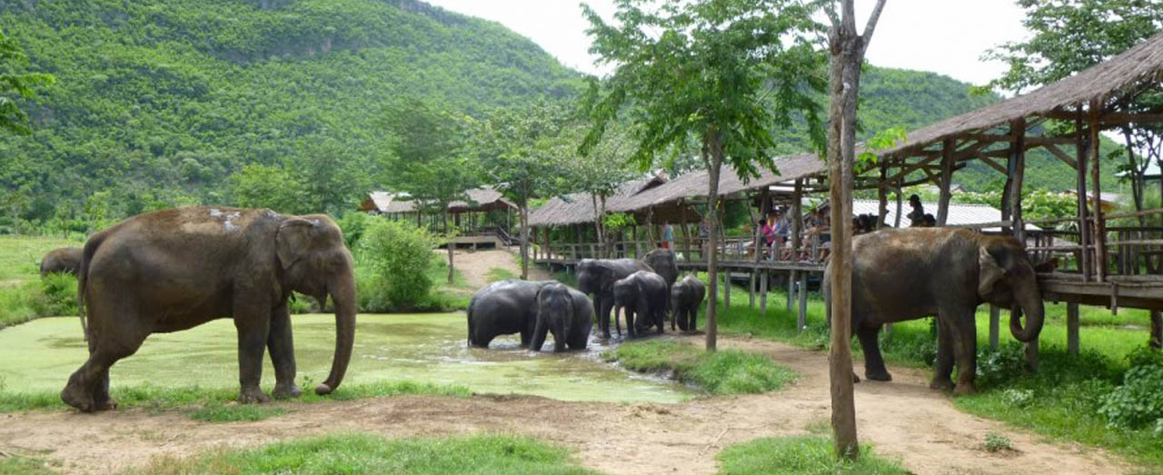 Elephants Sanctuary Kanchanaburi